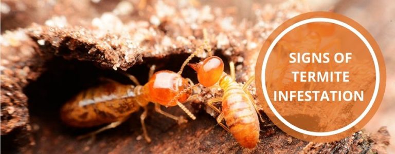 Signs of termite infestation and how to get rid of them forever